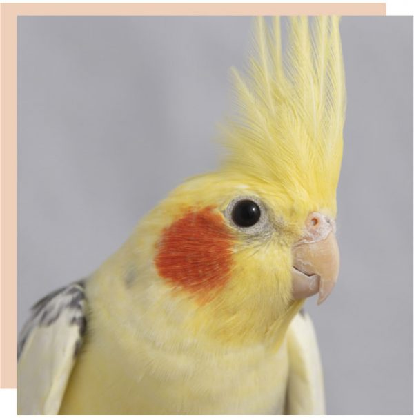 Perruches à vendre (calopsitte, souris, …) - Ma Perruche Bien Aimée